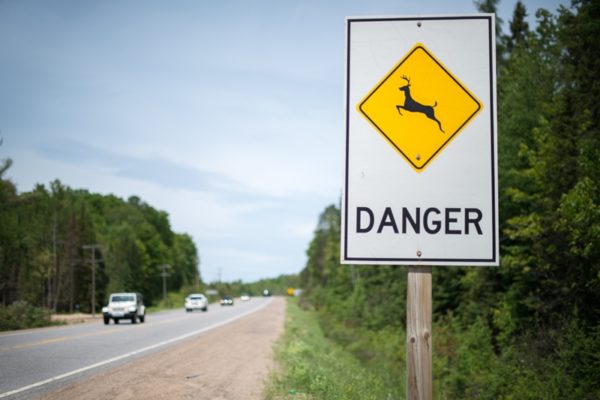 [Infographic] How to Prevent or Deal with Deer-Vehicle Collisions: A ...