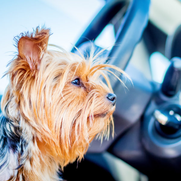 Removing Lingering Dog Odors from Your Car: Effective Tips and Tricks ...