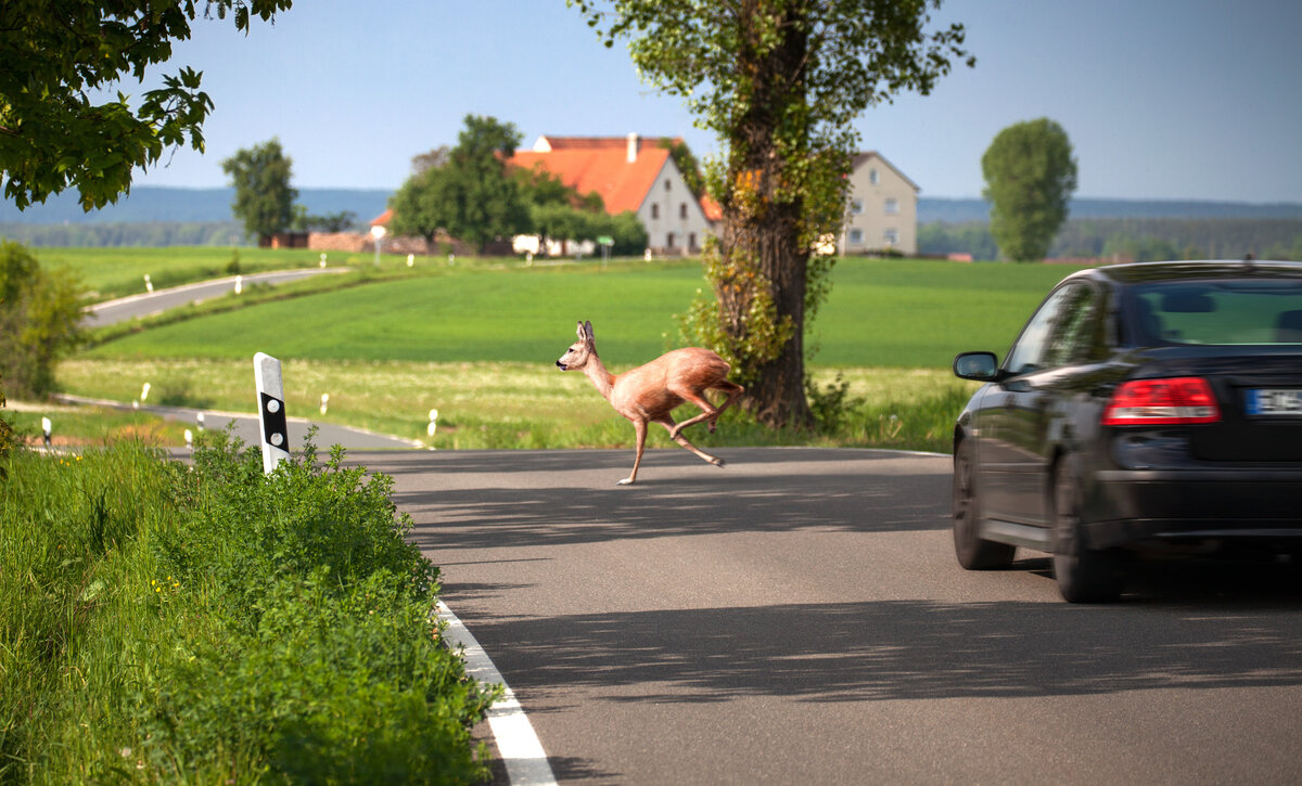 Deer vs. Car Collisions: How Much Damage Can Deer Do to Your Car? - In ...