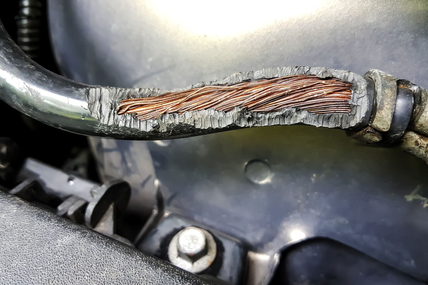 How To Keep Pesky Mice From Under the Hood of Your Car - In The Garage ...