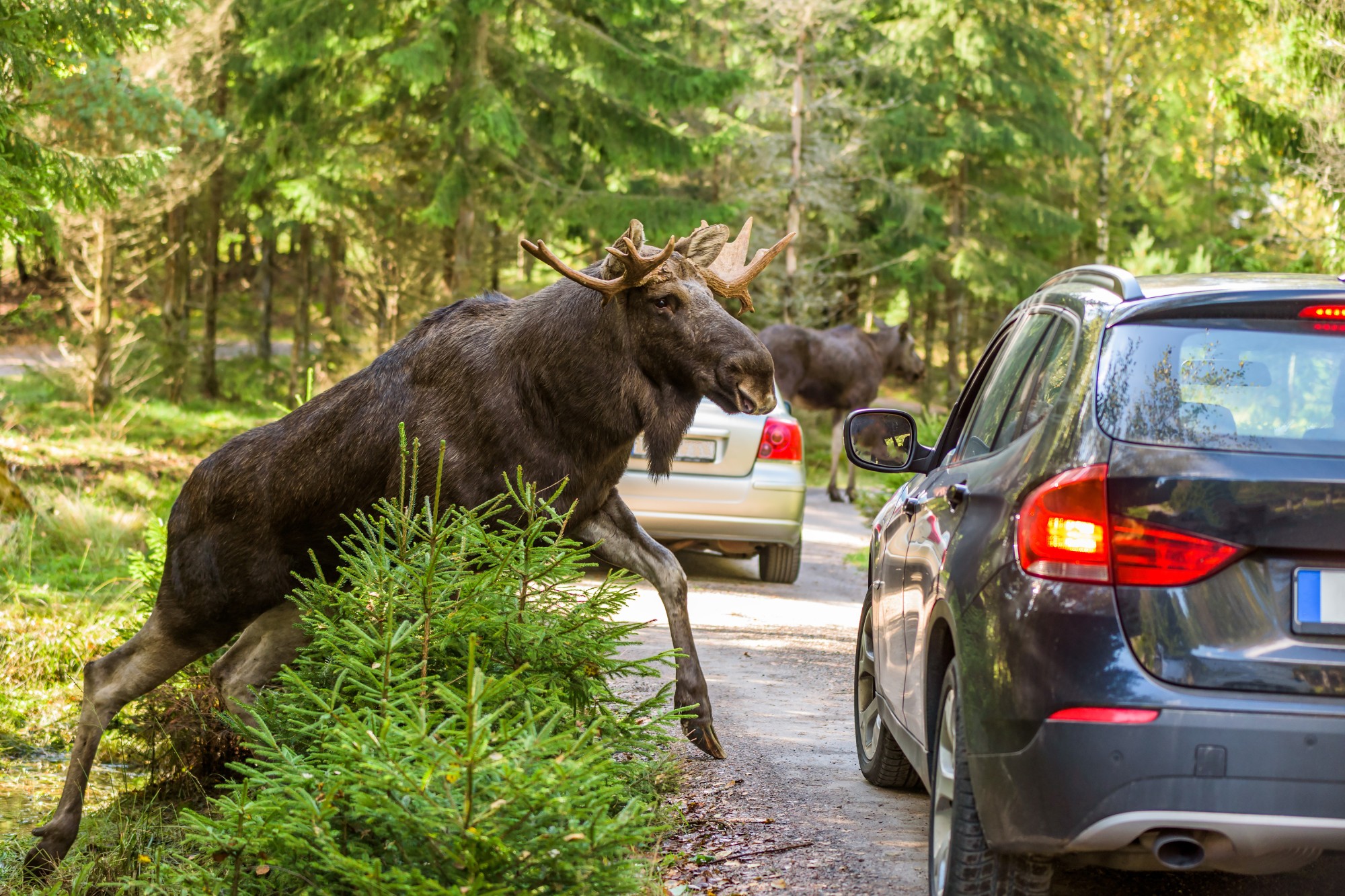 How Likely Are Wildlife Vehicle Collisions? - In The Garage with ...