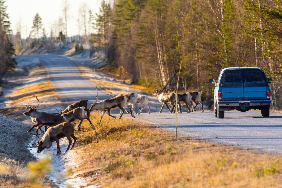 How Likely Are Wildlife Vehicle Collisions? - In The Garage with ...