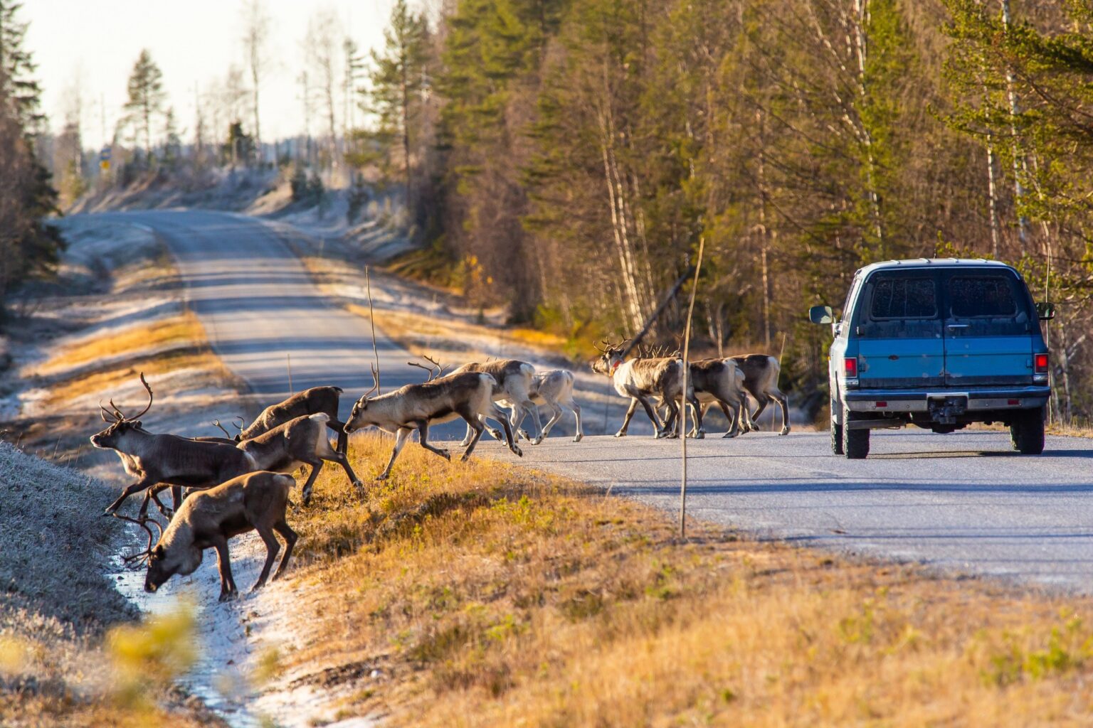How Likely Are Wildlife Vehicle Collisions? - In The Garage with ...