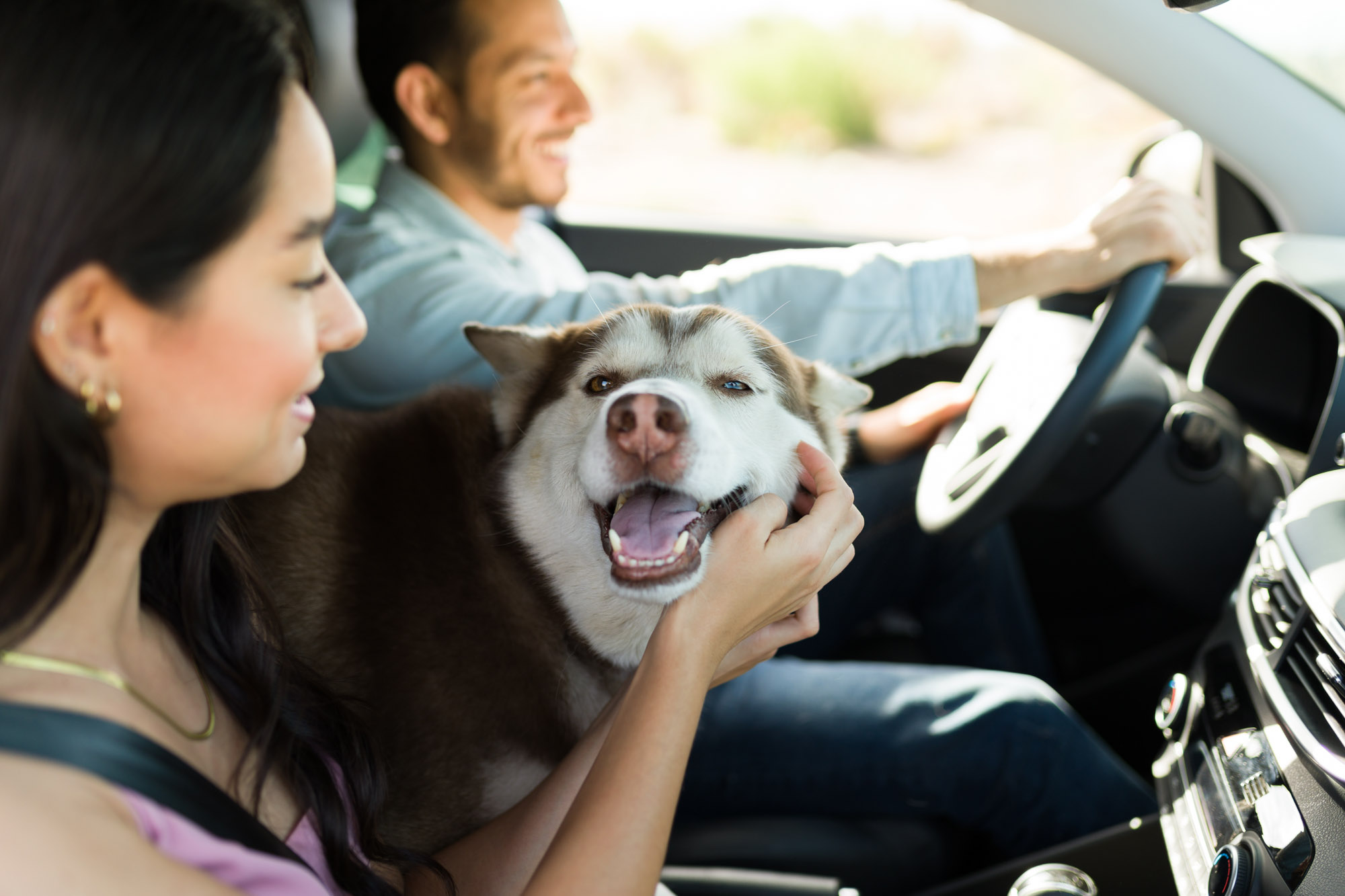 Must-Have Accessories for a Pet-Friendly Drive - In The Garage with ...